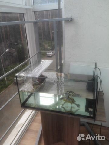 Красноухие черепахи