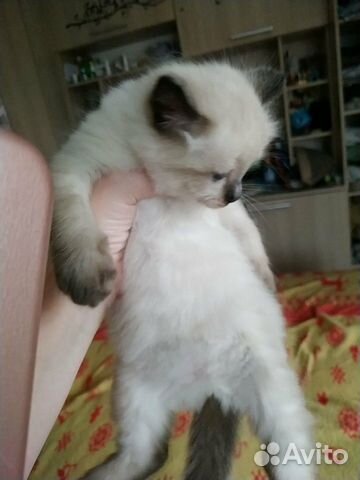 Отдам котенка