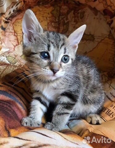 Котята Ласковая «Душегреечка» в дар в добрые руки