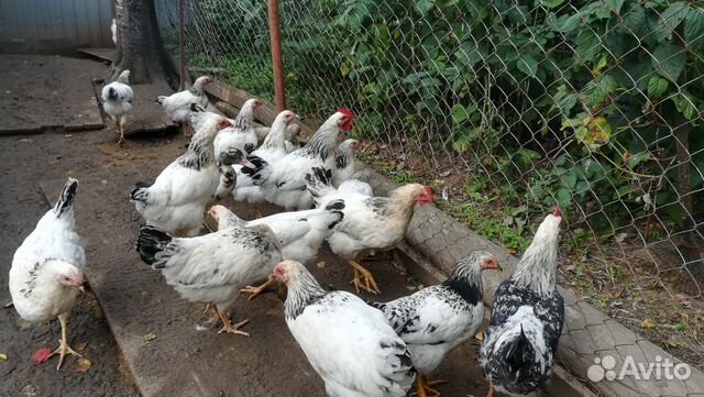 Прадам кур молодок "Адлеровская серебристая"