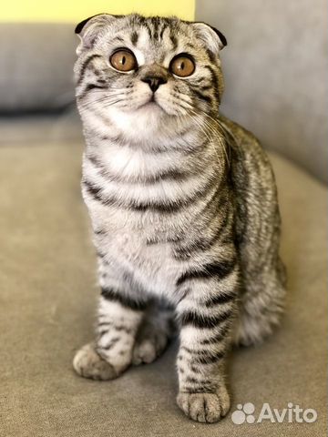 Продаётся вислоухая шотландская девочка