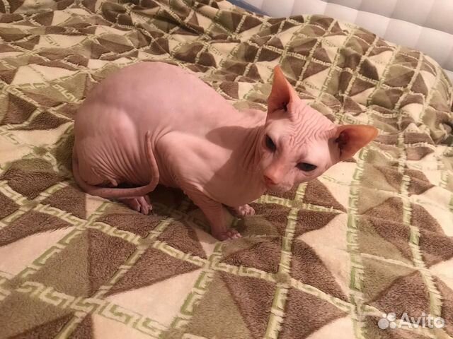 Котик Сэм (Сфинкс)