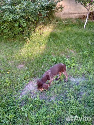 Продам щенка курцхаар