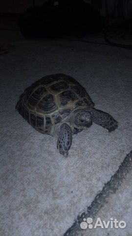 Продам черепашку