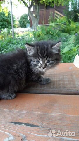 Котенок-отдам