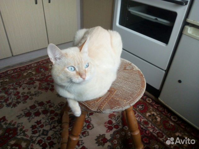 Вязка котов