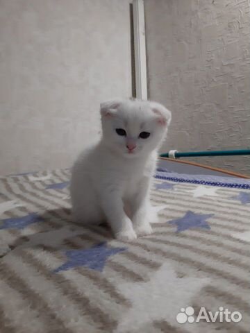 Плюшевая белая кошечка