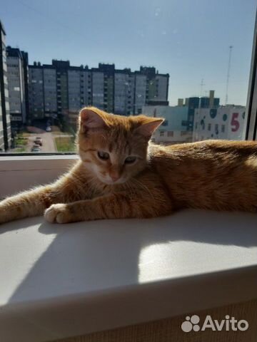 Отдадим котенка в добрые руки. Ласковый, спокойный