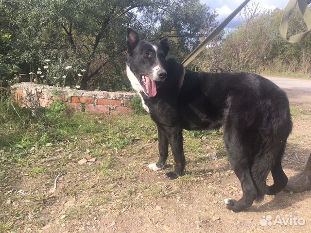 Чуткая девочка