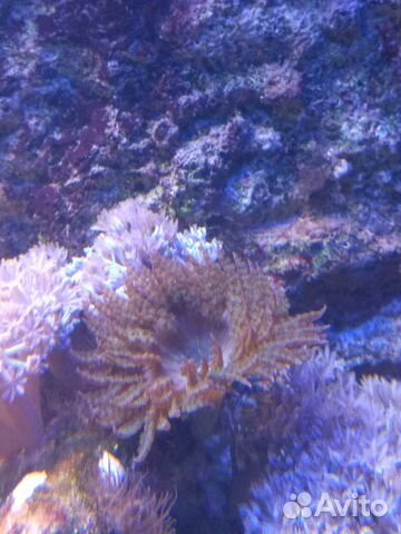 Ксения, политойки и песчаная актиния(анемон)
