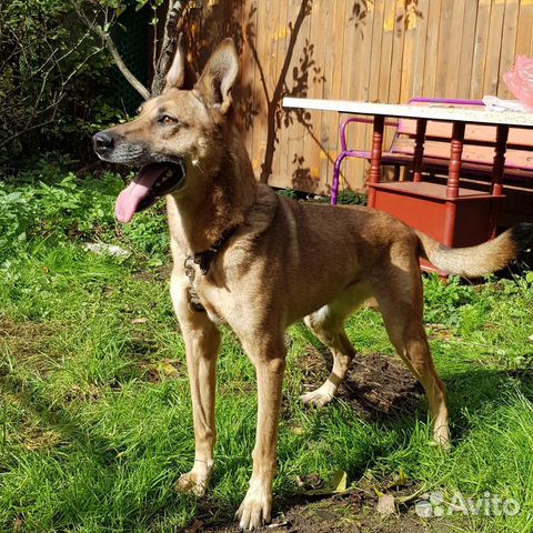 Эльза в дар