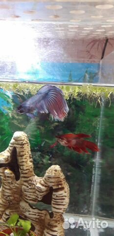 Рыбка-петушок