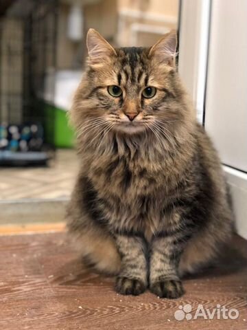 Кот сибиряк