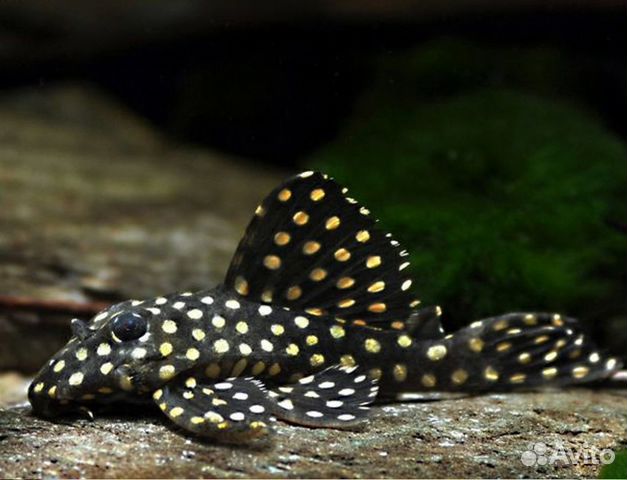 L-201 Гипанциструс (Hypancistrus contradens