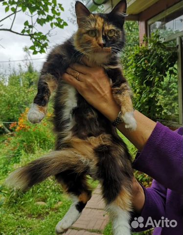 Кошка трехцветная. Черепашка-очаровашка)