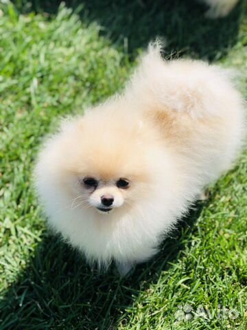 Подращенная Девочка померанского цверг шпица