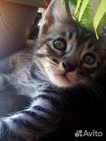 Котята Севастополь: Чудные Тигрята в Добрые Руки