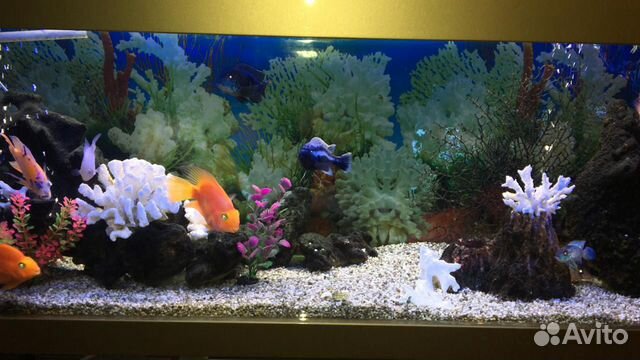 Аквариум со всеми жителями