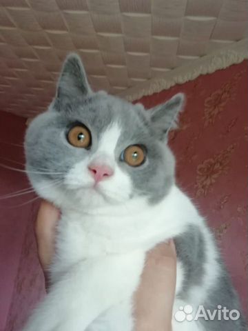 Продаю котенка Британская короткошерстная