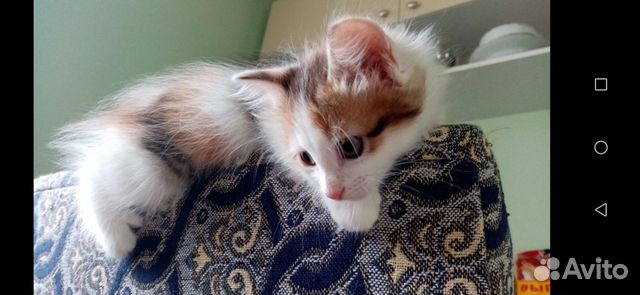 Котята-малыши