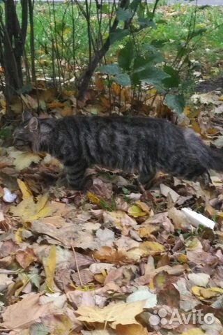 Чей потеряшка