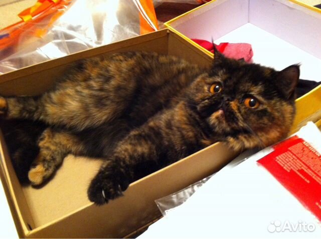 Передам в надежные добрые руки