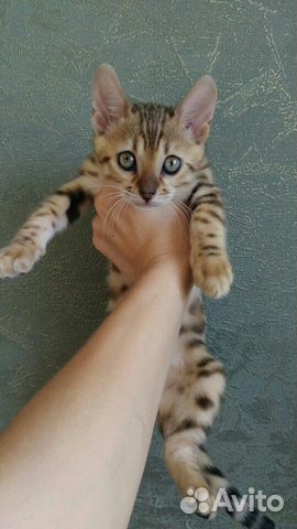 Чистокровные бенгальские котята для деток