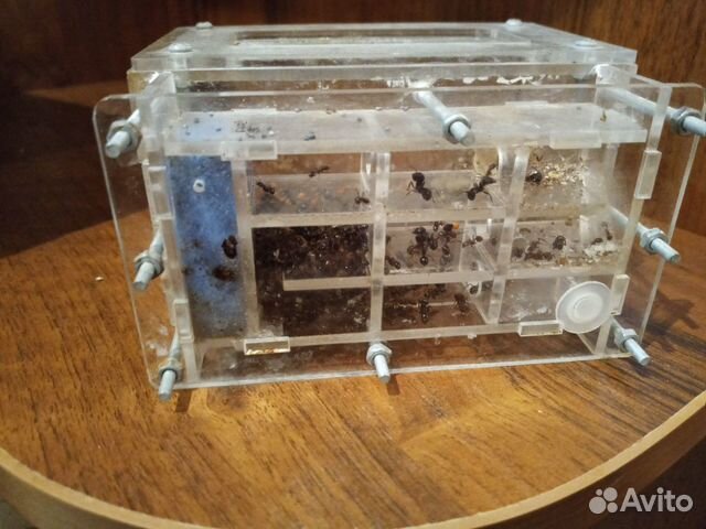 Messor structor с формикарием