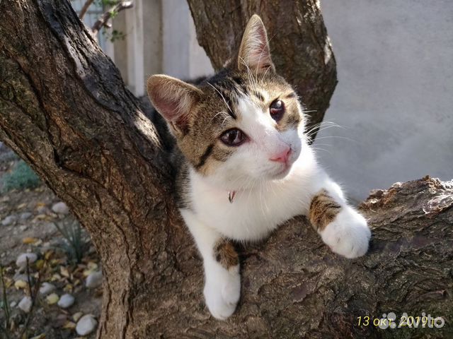 Котики-инвалиды в добрые руки