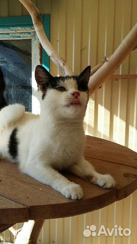 Кошечка Птичка ищет дом