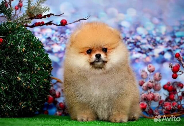 Красавчик померанчик