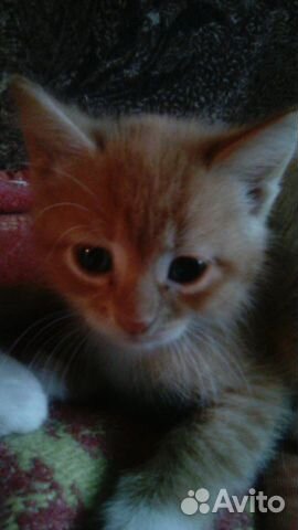 Оранжевые котята