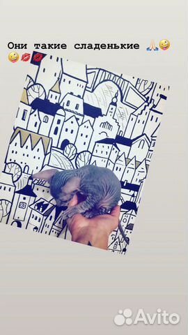 Котята Донского сфинкса