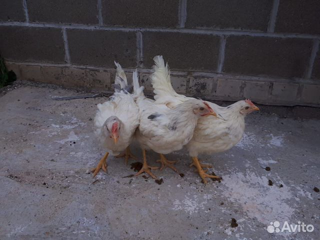 Куры Оптом Молодки