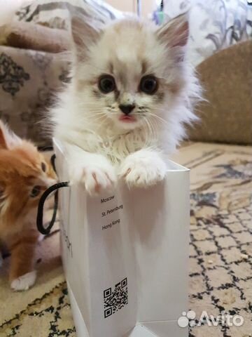 Неразлучные друзья ищут дом