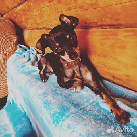 Той терьер вязка