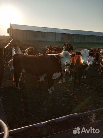 Телки Герефорд