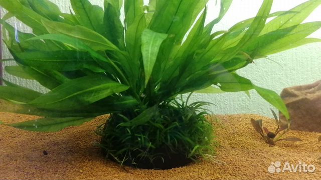 Эхинодорус Амазонка