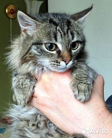 Сибирская кошечка в добрые руки
