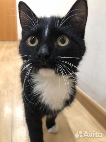 Отдам котёнка 5мес
