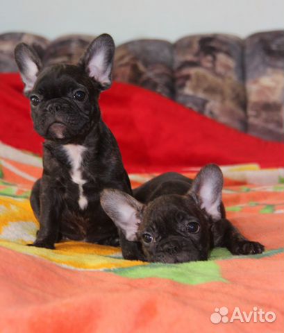 Щенки француженки