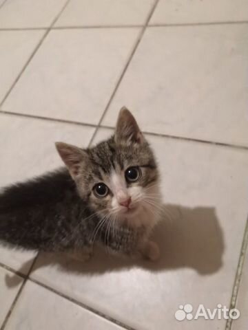 Котенок Баксик ищет семью
