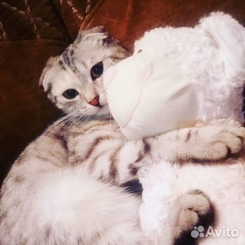 Молодая кошечка ждёт кота на вязку