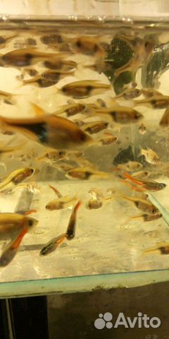 Расбора клинопятнистая артикул 751579