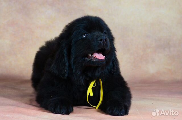 Ньюфадетки