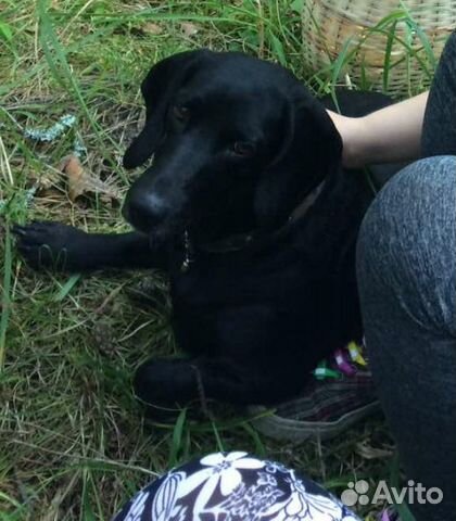 Отдам собаку в добрые руки