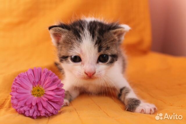 Дружелюбные котята