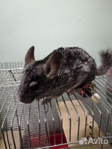 Шиншилла 2 шт + клетка и т. д