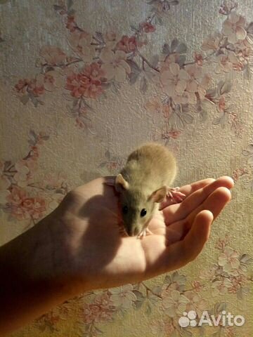 Крыс крысята бурмизы шоколадные мальчики и девочки