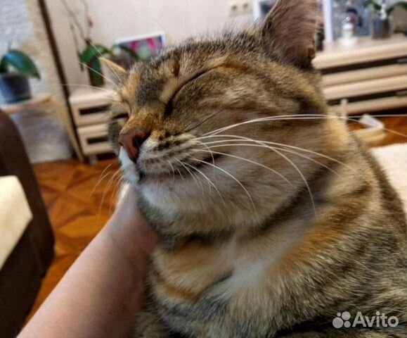 Марусенька ищет свой дом